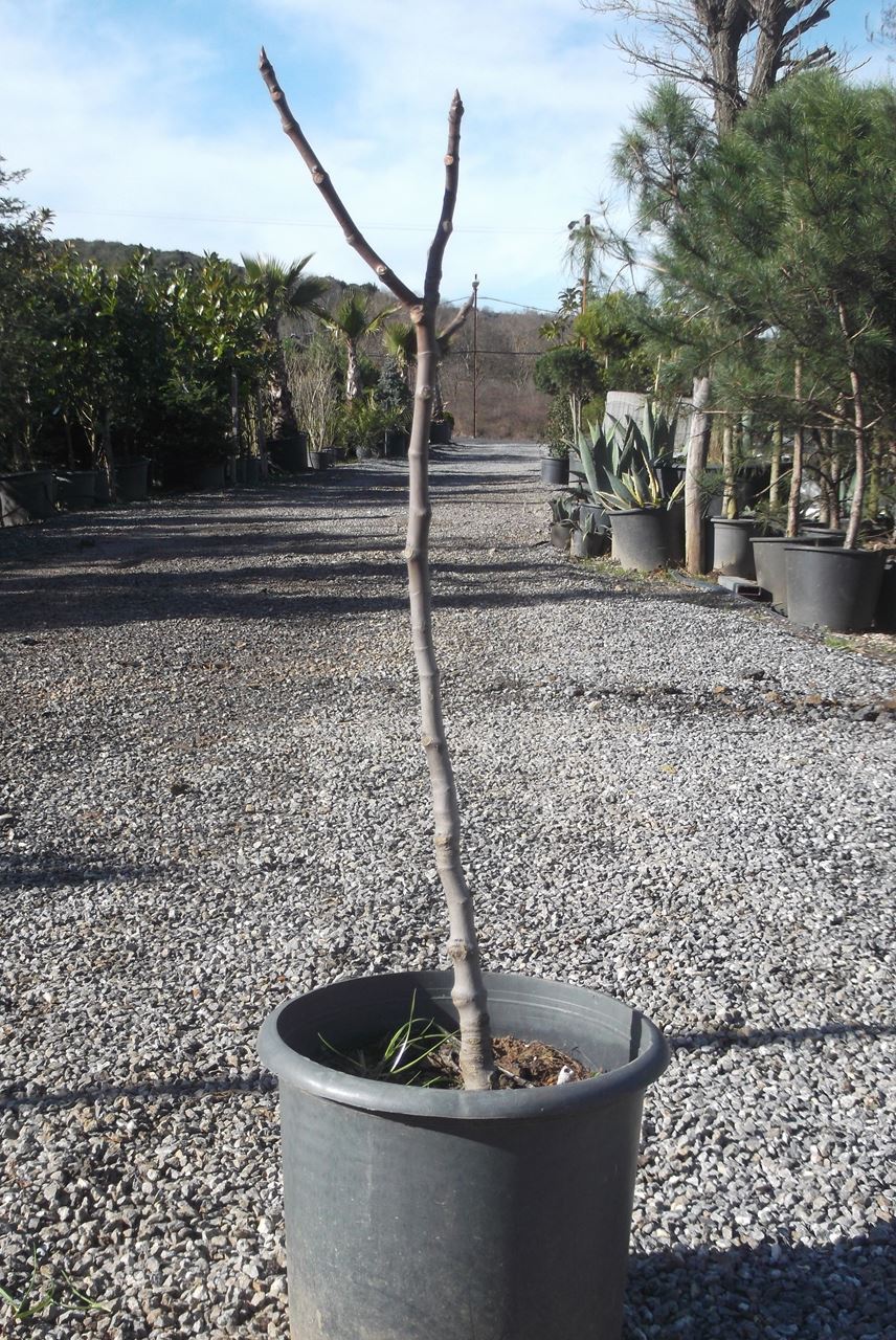 Beyaz İncir | Şahlan Fidanlık Çiçek Bitki Tohum Toprak Gübre Aksesuar ...