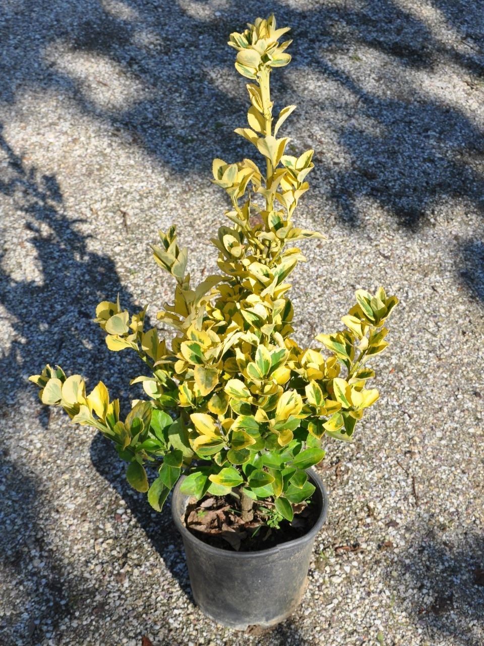 Altuni Taflan | Şahlan Fidanlık Çiçek Bitki Tohum Toprak Gübre Aksesuar ...