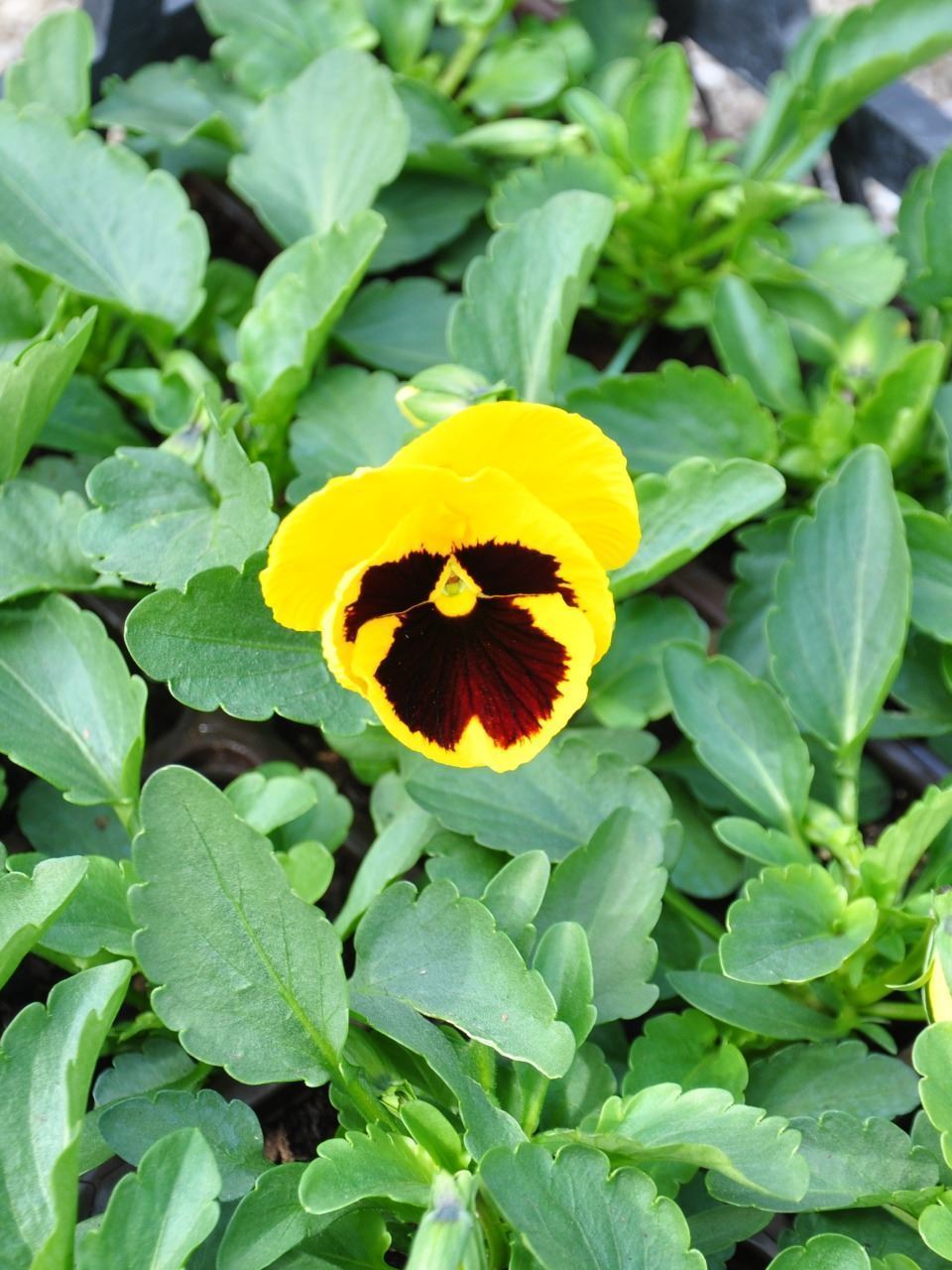 Menekşe | Şahlan Fidanlık Çiçek Bitki Tohum Toprak Gübre Aksesuar ...