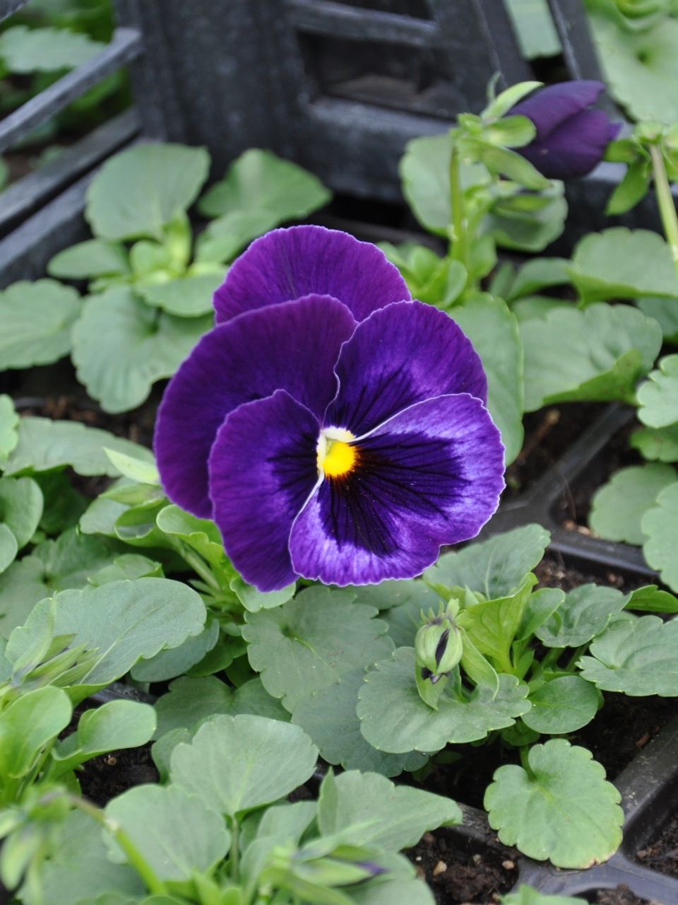 Menekşe | Şahlan Fidanlık Çiçek Bitki Tohum Toprak Gübre Aksesuar ...