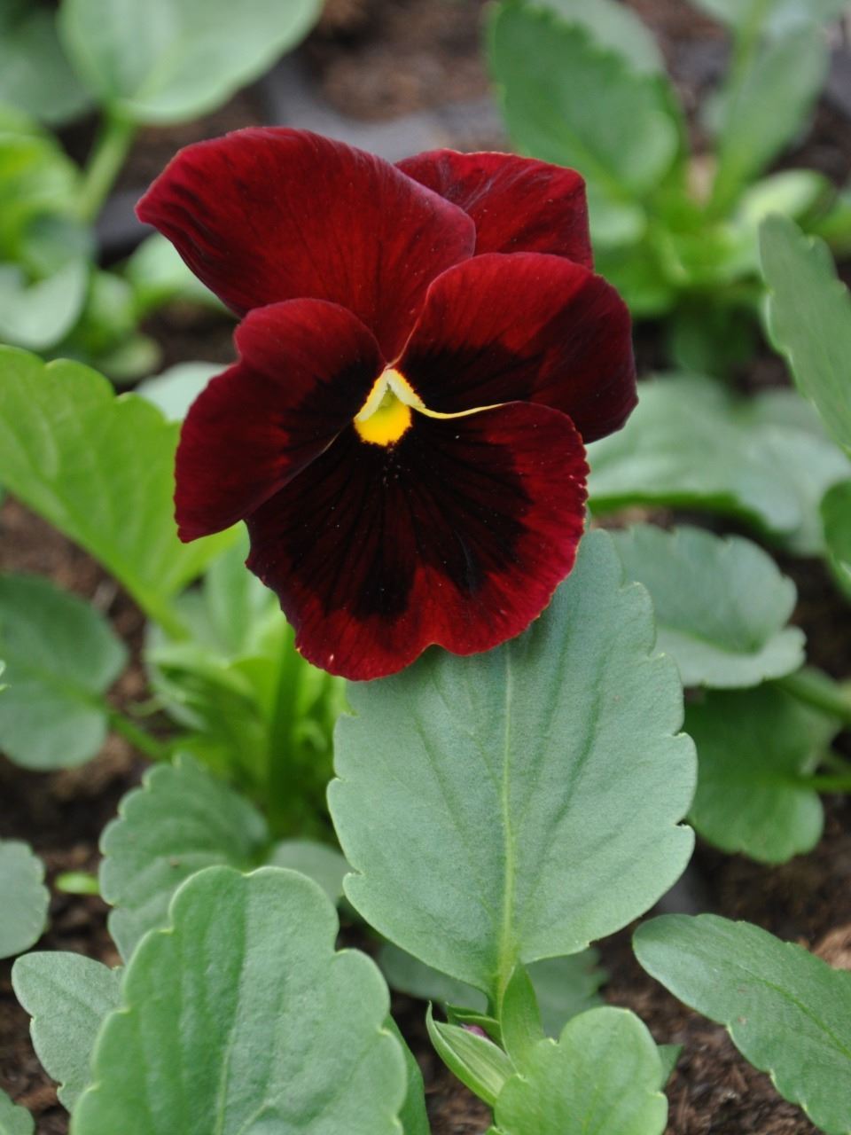 Menekşe | Şahlan Fidanlık Çiçek Bitki Tohum Toprak Gübre Aksesuar ...